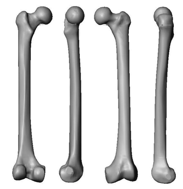 Research on Orthopaedic Biomechanics | Marcello Papini