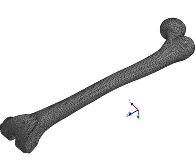 Research on Orthopaedic Biomechanics | Marcello Papini